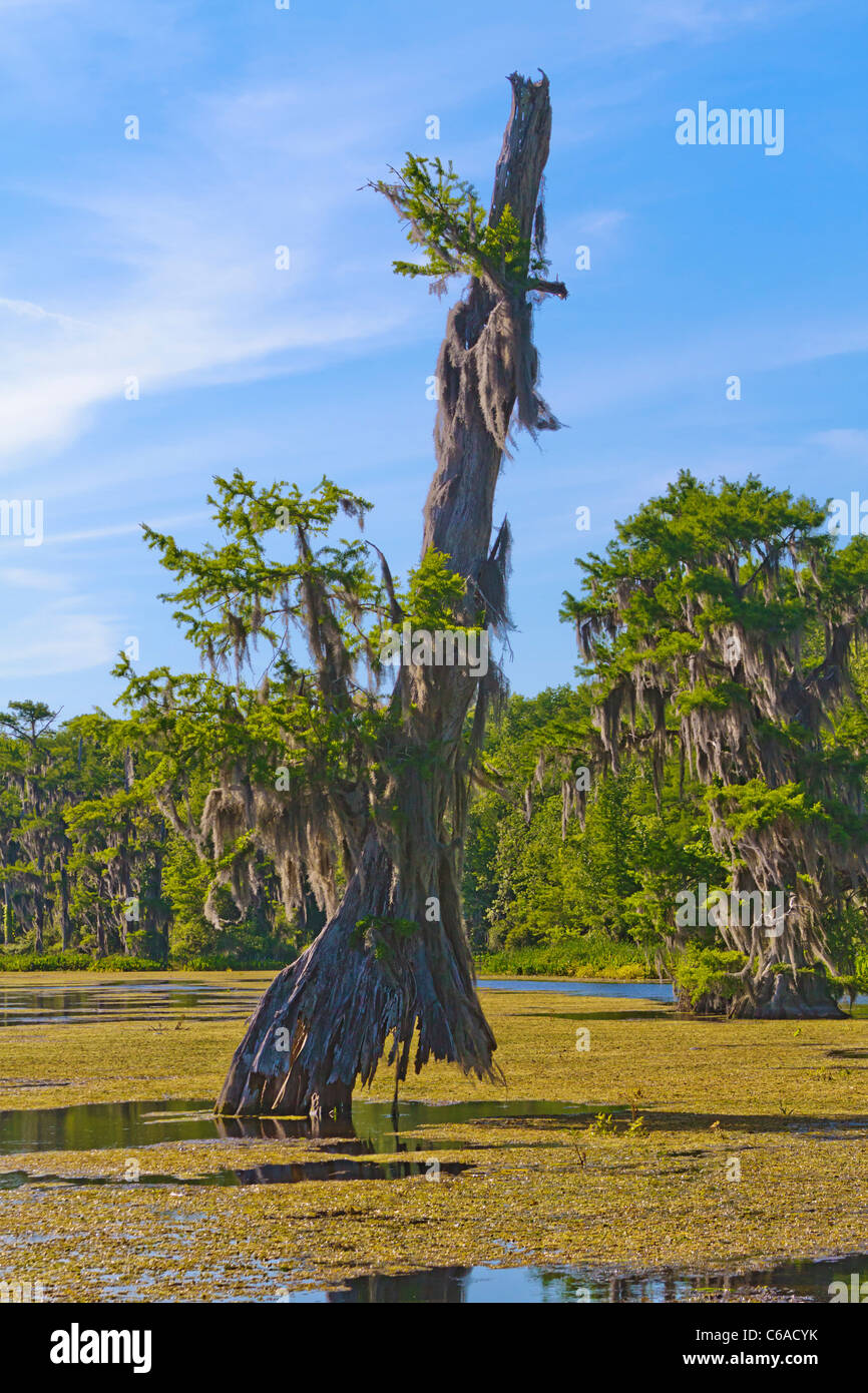 Old cypress tree hi-res stock photography and images - Alamy