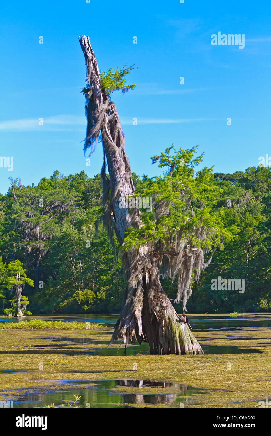 Very old bald cypress tree (Taxodium distichum) along the Wakulla River ...