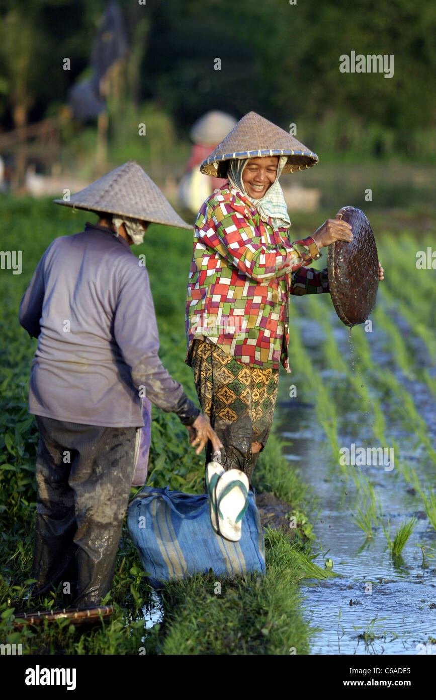 Women working in a rice paddy Stock Photo - Alamy