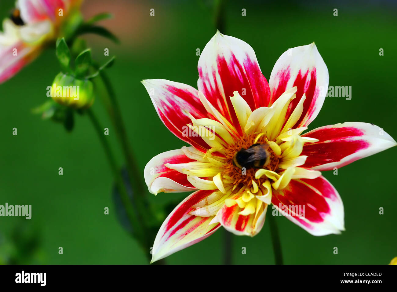 Flower with bokeh Stock Photo - Alamy
