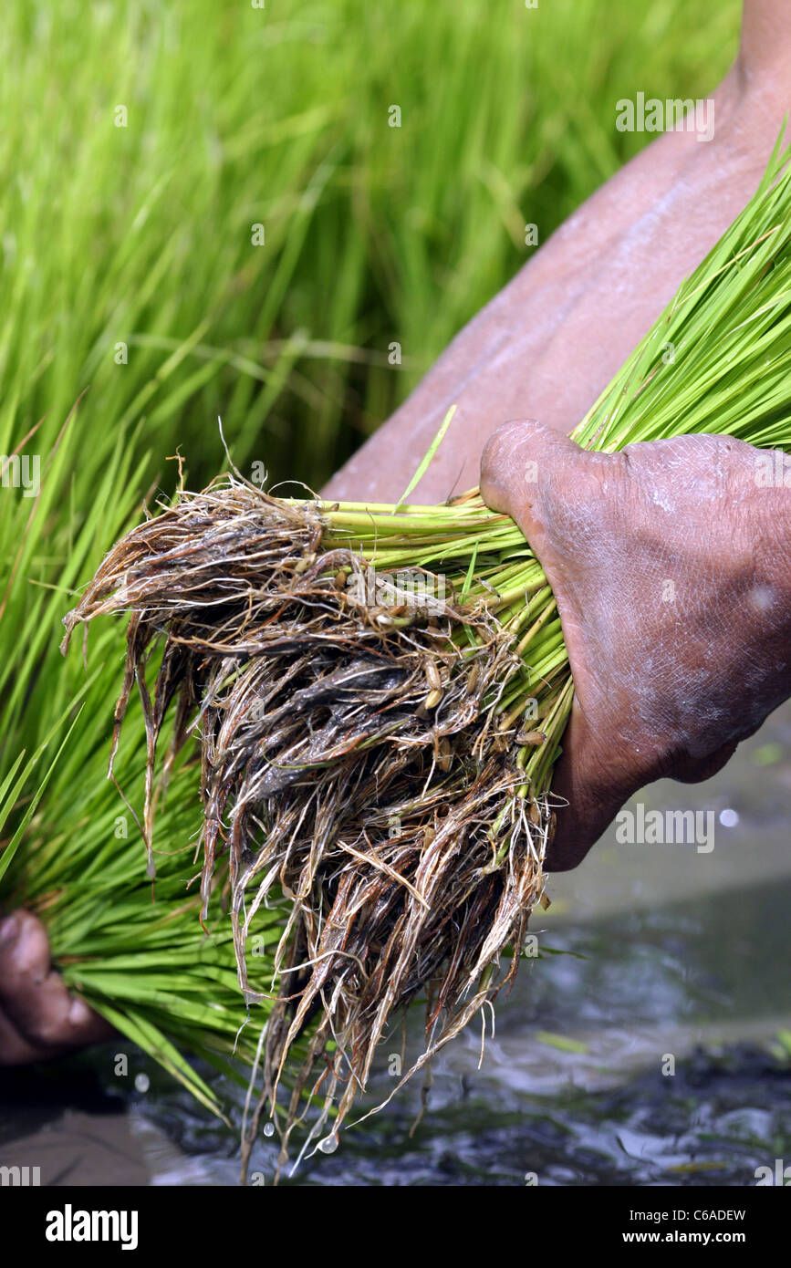 Man planting rice Stock Photo - Alamy