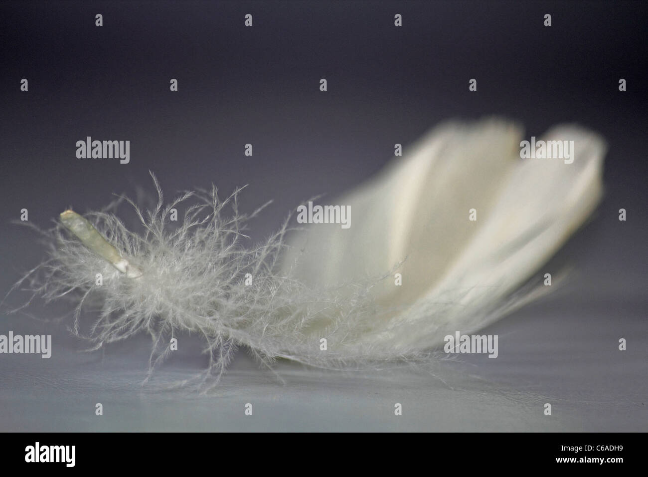 White feather hi-res stock photography and images - Alamy