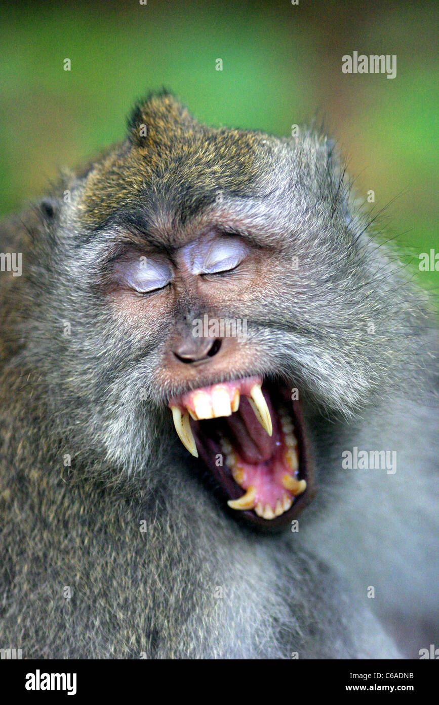 Yawning Balinese Macaque at Ubud scared monkey forest. Ubud, Bali, Bali ...