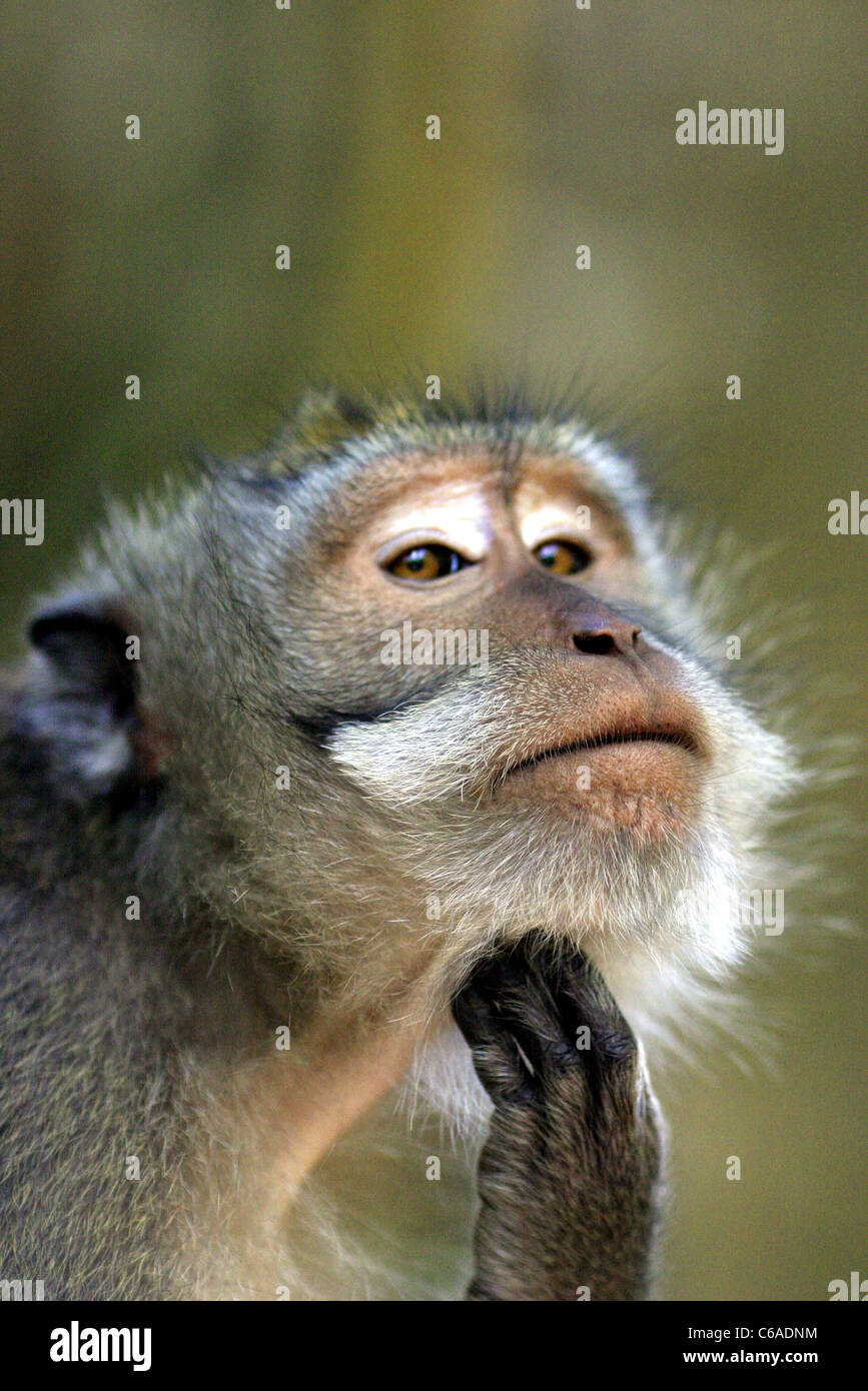 Pensive Balinese Macaque at deep in thought at Ubud sacred monkey ...