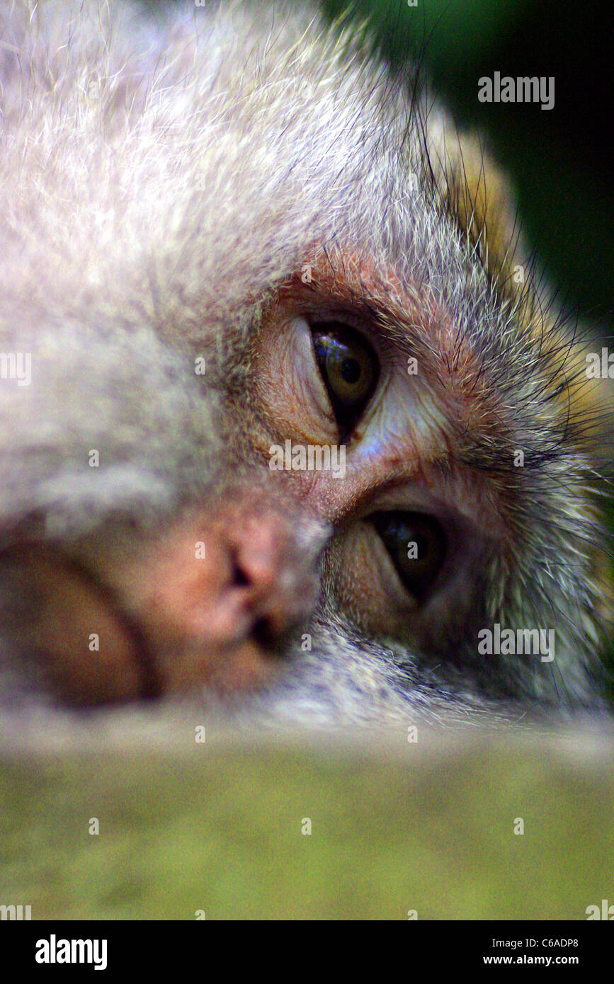 Monkey lazy hi-res stock photography and images - Alamy