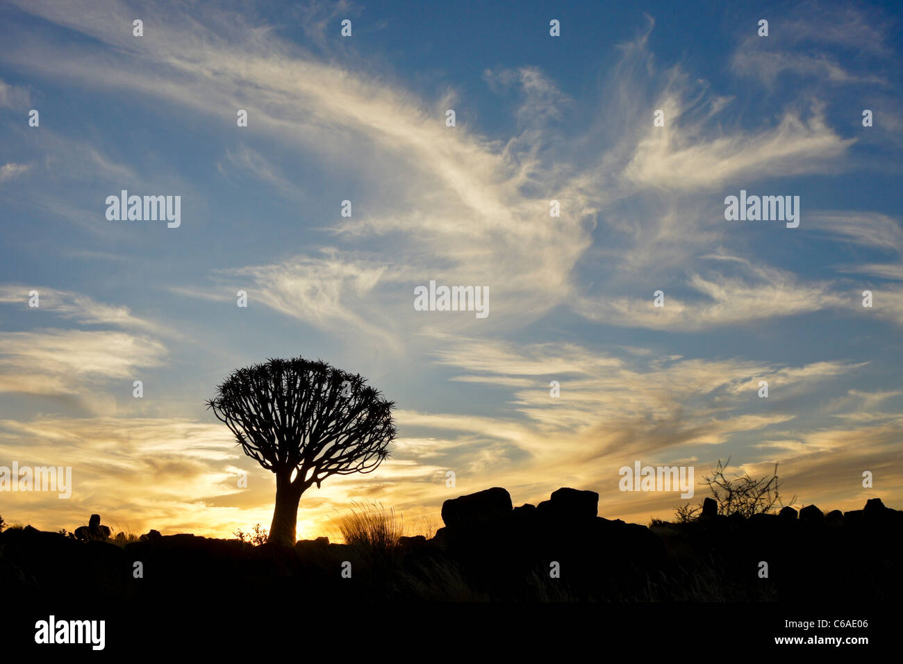 Sunset quiver tree namibia hi-res stock photography and images - Alamy