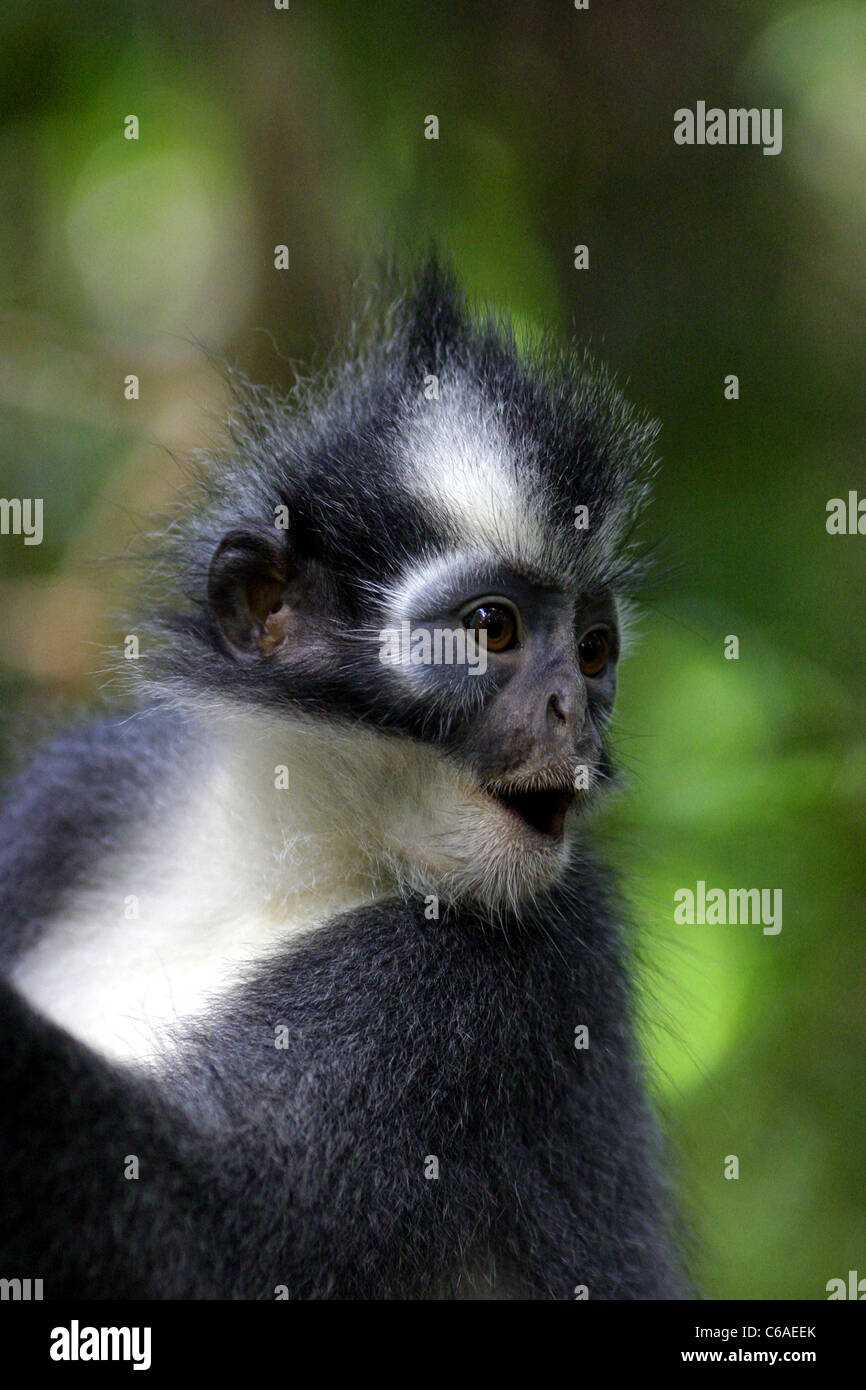 Thomas leaf monkey hi-res stock photography and images - Alamy