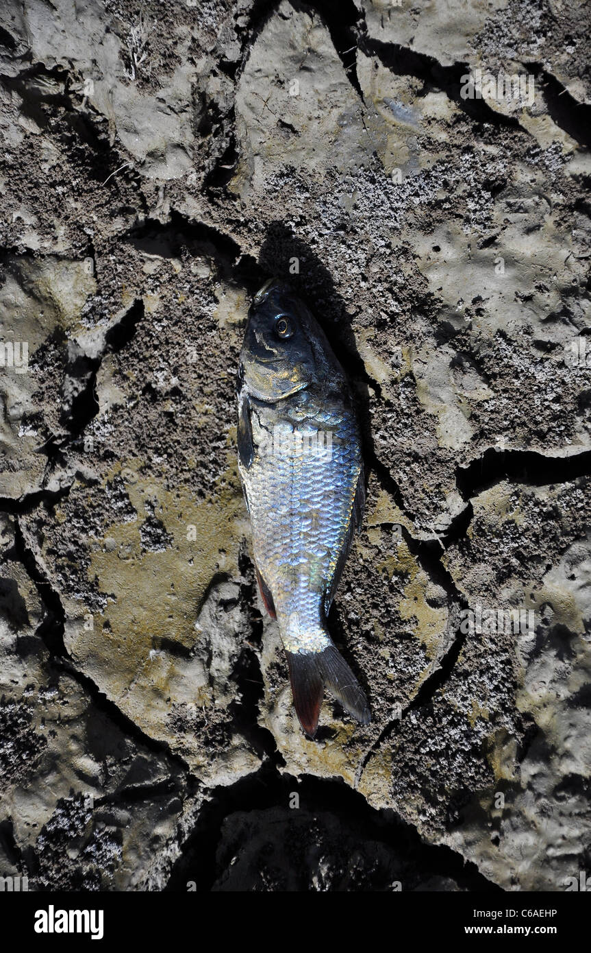 Dead animal, drought hi-res stock photography and images - Alamy