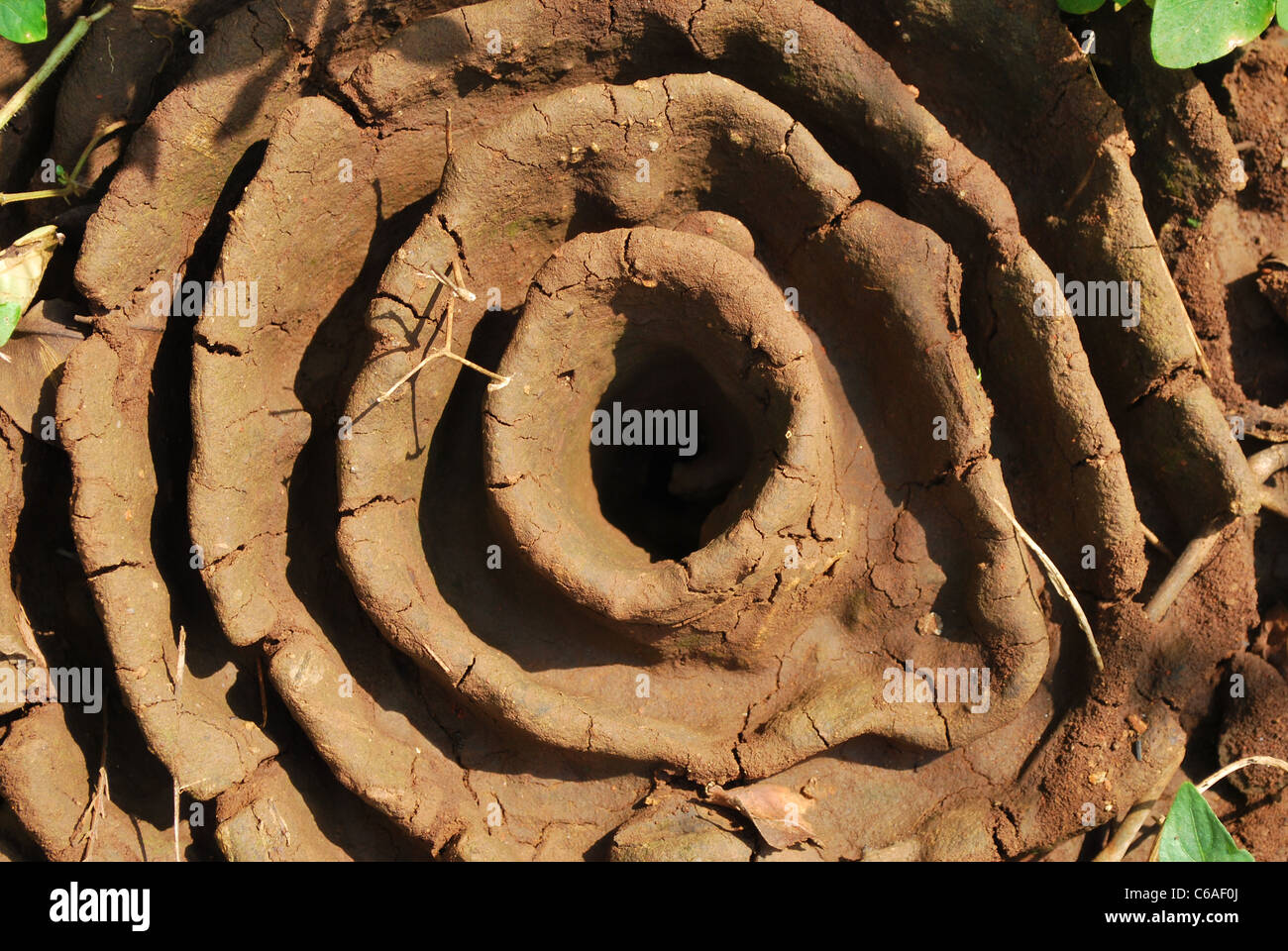 Architecture Animal Harvester Ants Nest Stock Photo - Alamy