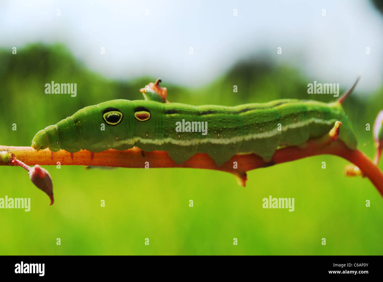 Caterpillar close up hi-res stock photography and images - Alamy