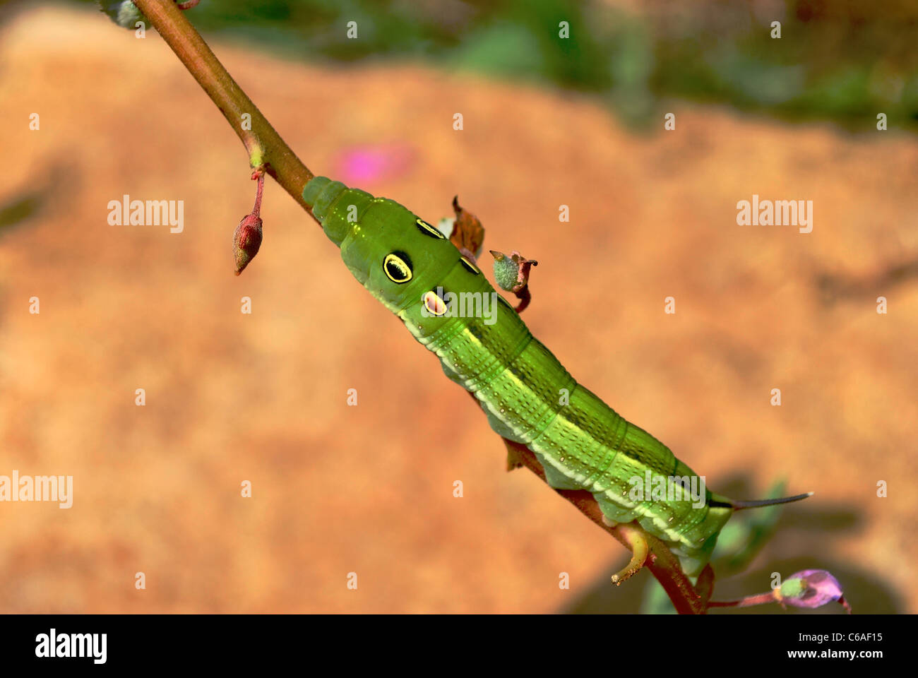 Caterpillar close hi-res stock photography and images - Alamy