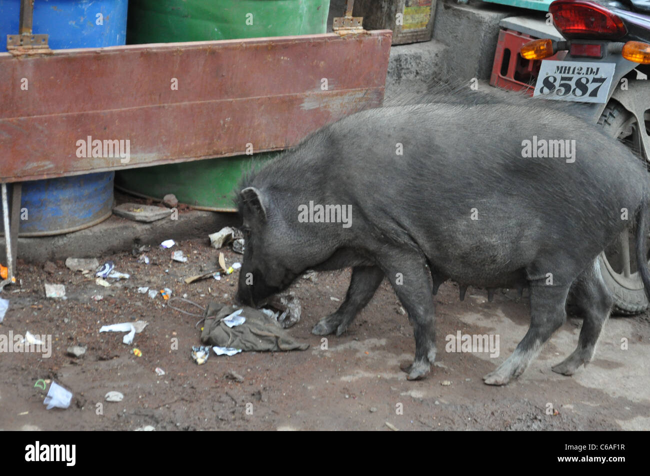 Hungry pig hi-res stock photography and images - Alamy