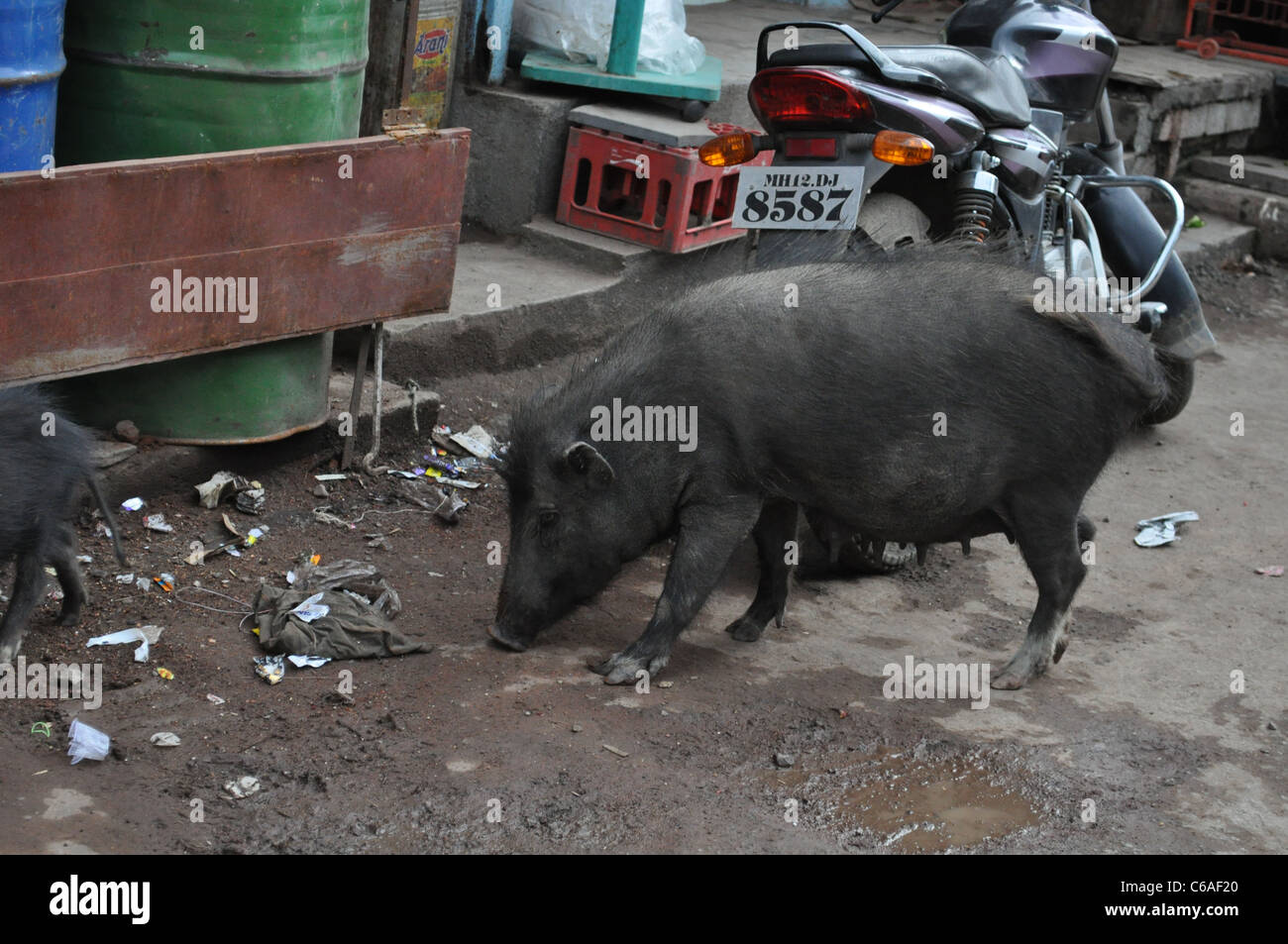 Hungry pig hi-res stock photography and images - Alamy