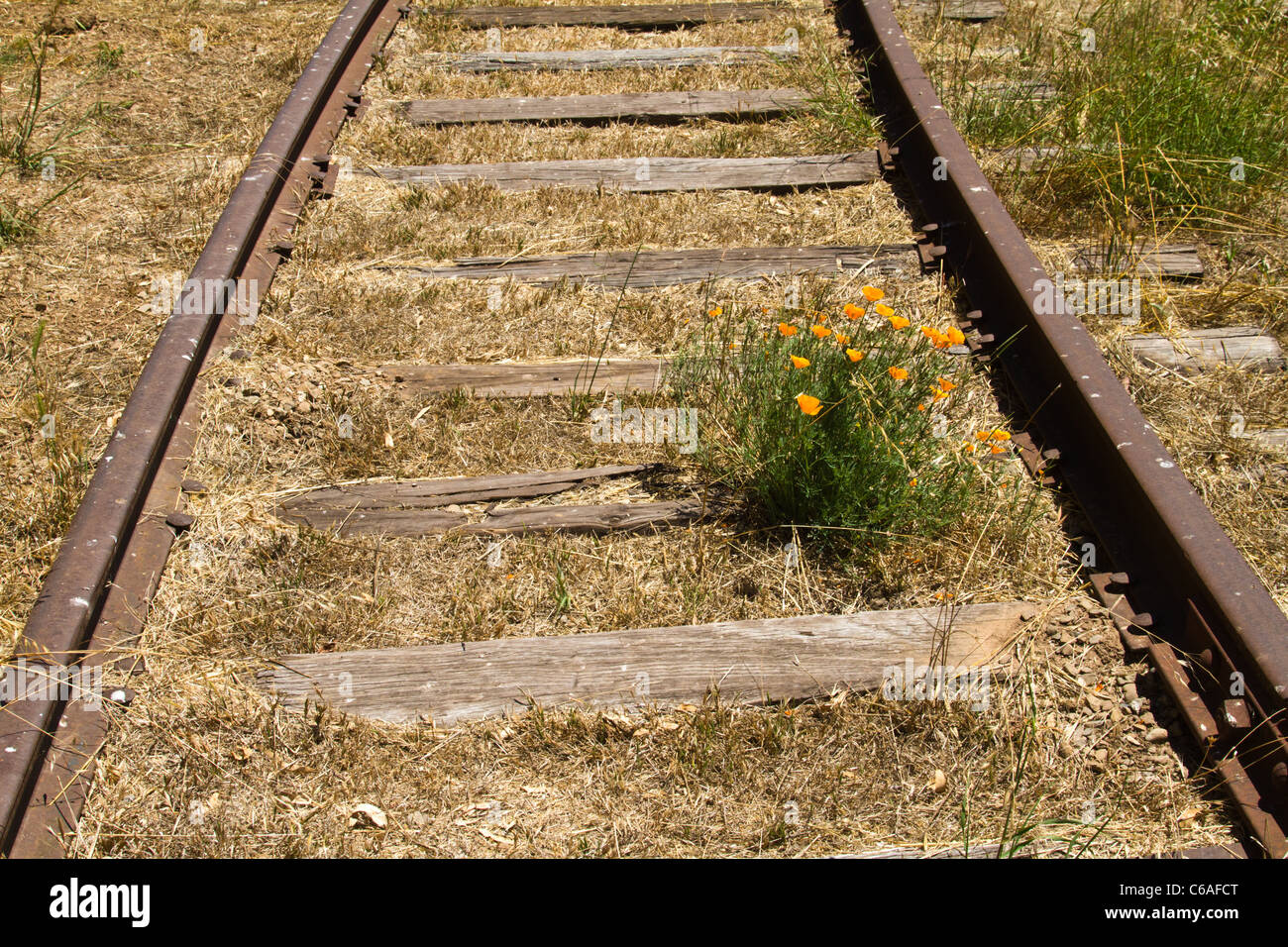 Railroad track with poppies growing Stock Photo - Alamy