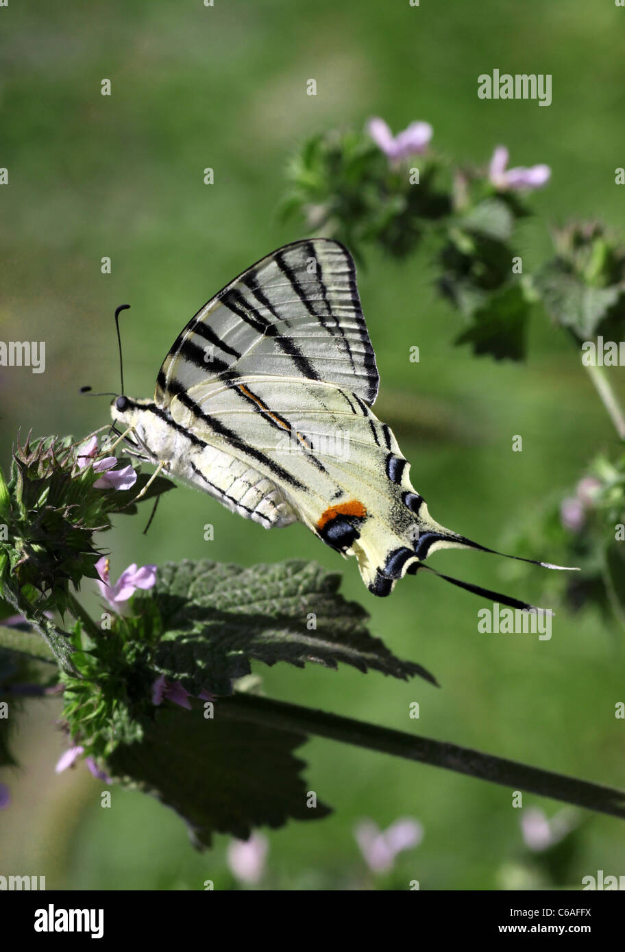 butterfly (Scarce Swallowtail) in a grass Stock Photo - Alamy