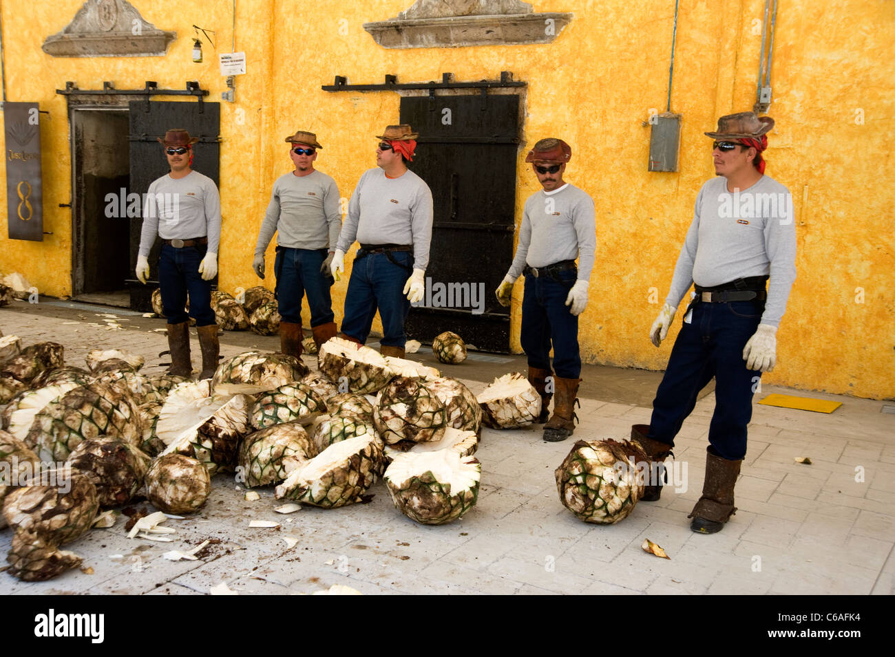 Workers and agave cores for production of tequila at Jose Cuervo Plant ...