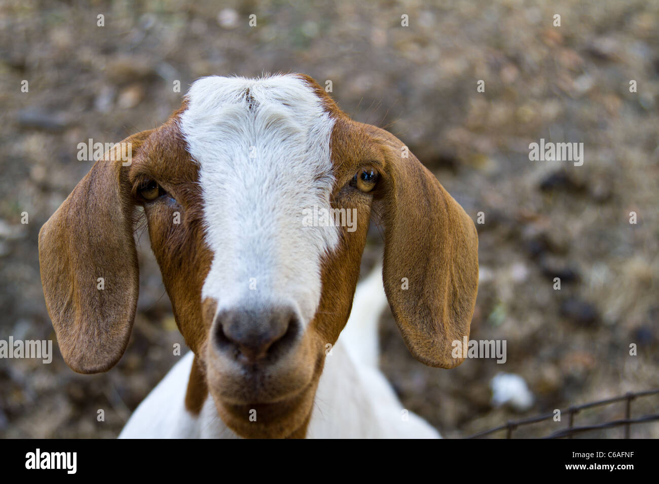 Face of goat Stock Photo - Alamy
