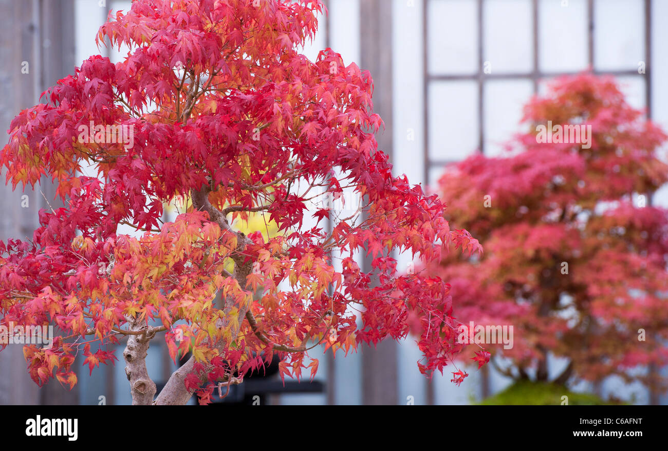 Acer Palmatum. Bonsai Japanese maple tree at RHS Wisley Gardens ...