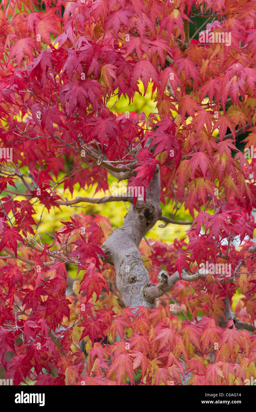 Acer Palmatum. Bonsai Japanese maple tree . Autumn colours Stock Photo ...