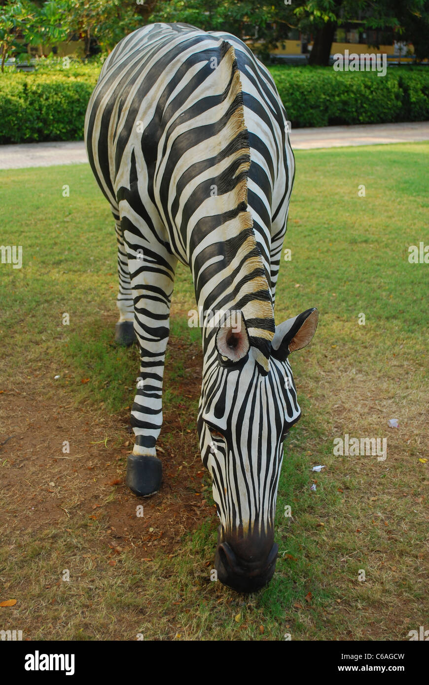 Zebra playing hi-res stock photography and images - Alamy