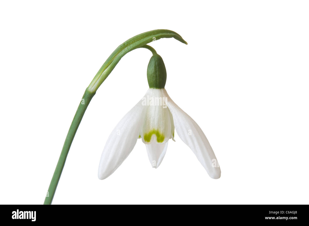 Close up of a snowdrop (Galanthus nivalis) isolated on a white ...