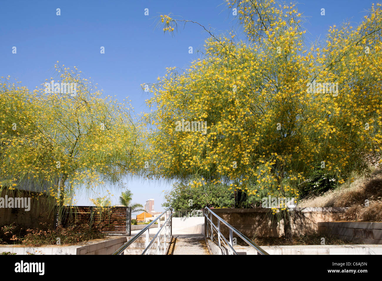 Nice tree in the park Stock Photo - Alamy