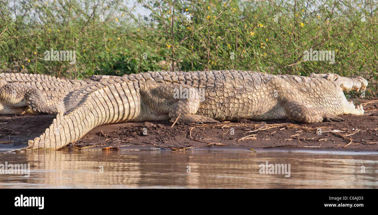 Ethiopian reptiles hi-res stock photography and images - Alamy