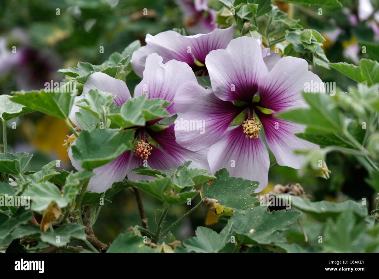 Tree mallow lavatera maritima hi-res stock photography and images - Alamy
