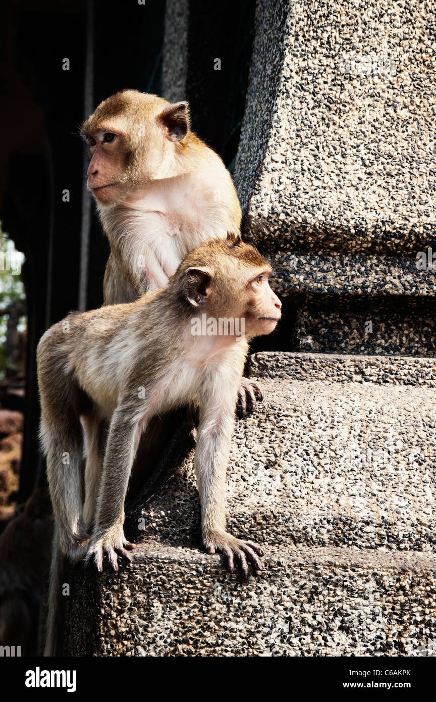 Monkey temple Khmer temple Prang Sam Yot at Lopburi Thailand Stock ...