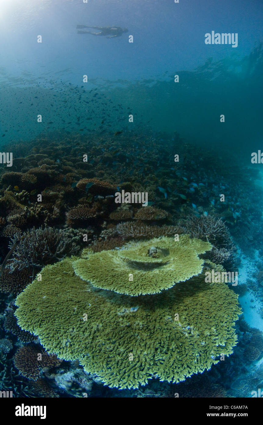 Table of hard coral hi-res stock photography and images - Alamy