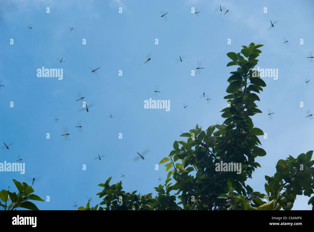 Swarm of Dragonflies in the sky, North Male Atoll, Maldives Stock Photo ...