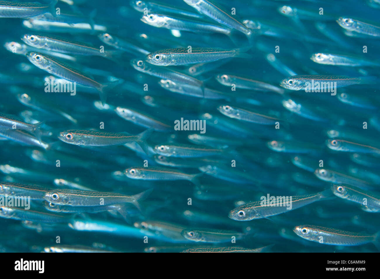 Shoal of hardyhead silverside fish hi-res stock photography and images ...