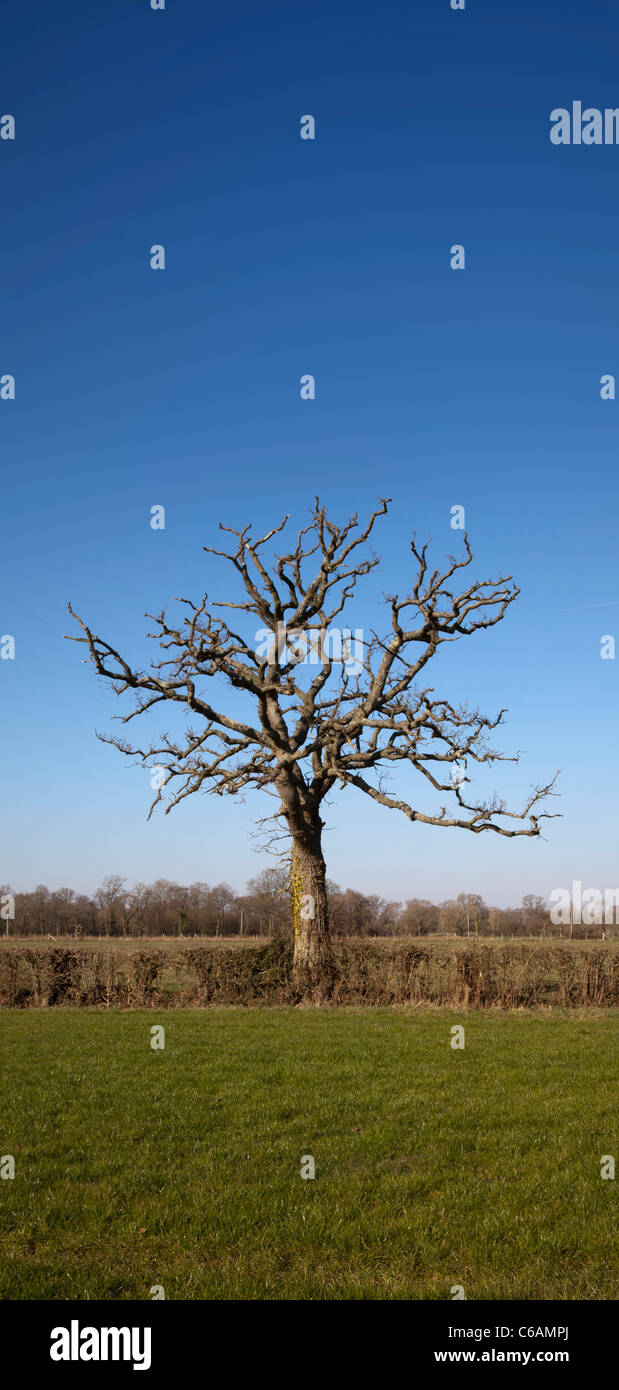 Dead tree hi-res stock photography and images - Alamy