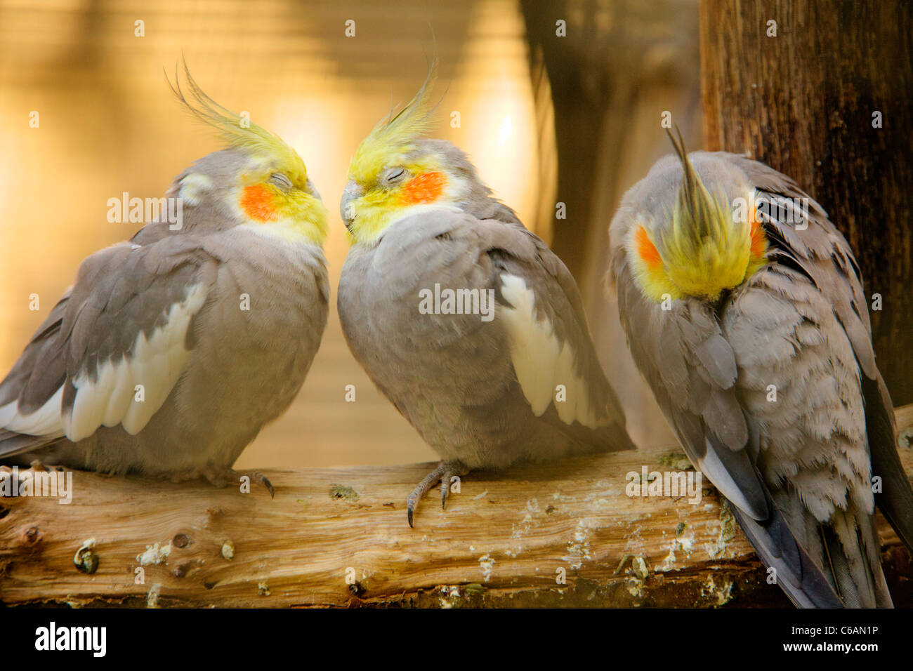 Two cockatiels hi-res stock photography and images - Alamy