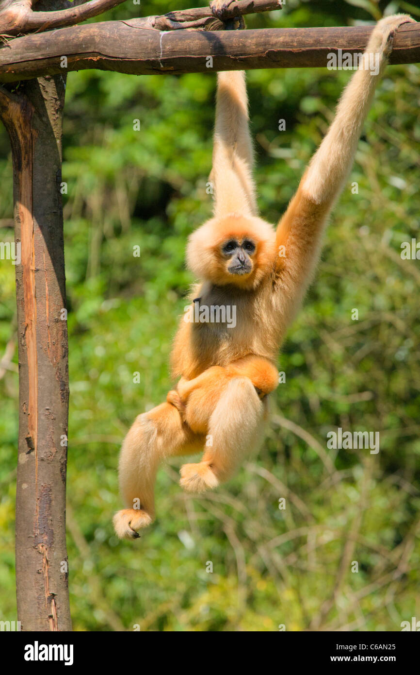 Golden cheeked crested gibbon hi-res stock photography and images - Alamy