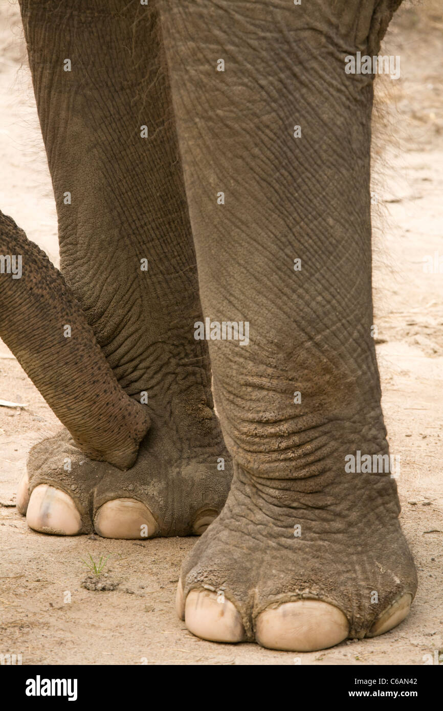 Elephant legs hi-res stock photography and images - Alamy