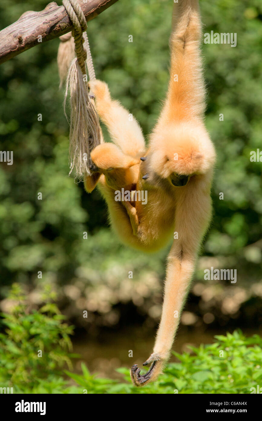 Golden cheeked crested gibbon hi-res stock photography and images - Alamy