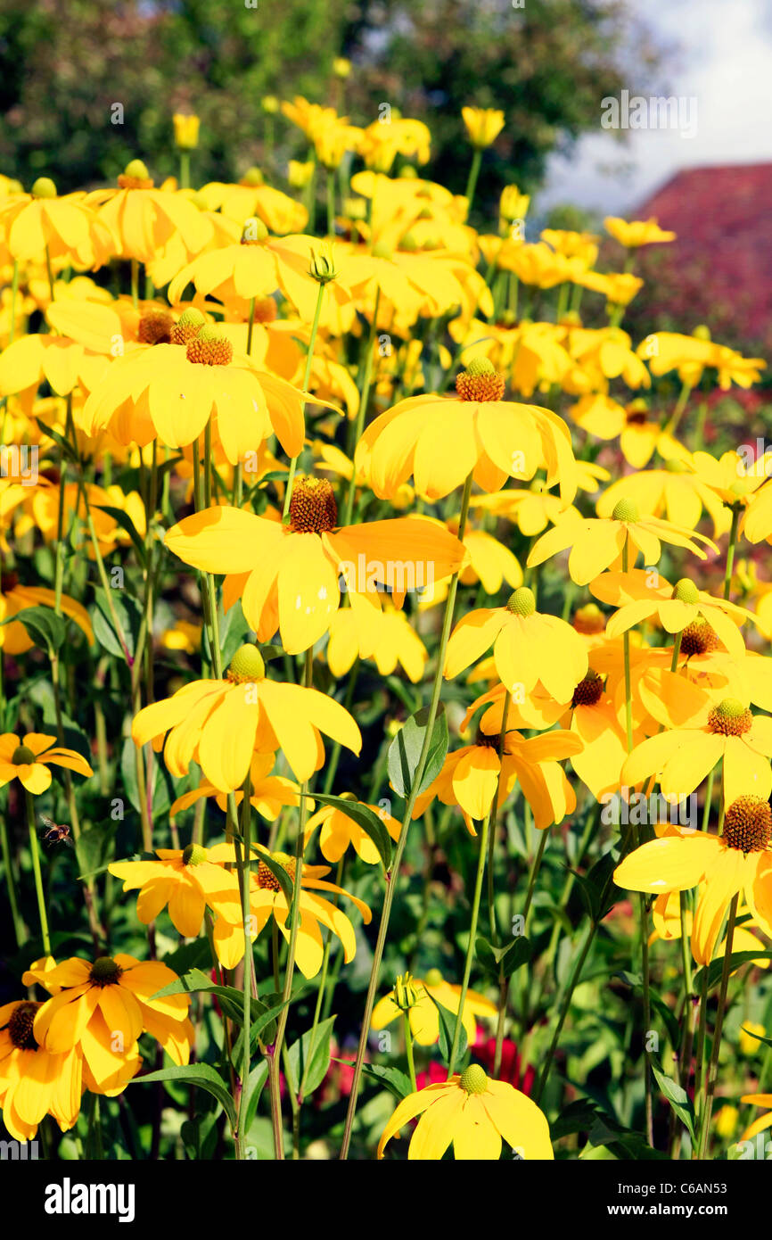 Yellow Daisies also known as Rudbeckia Stock Photo - Alamy