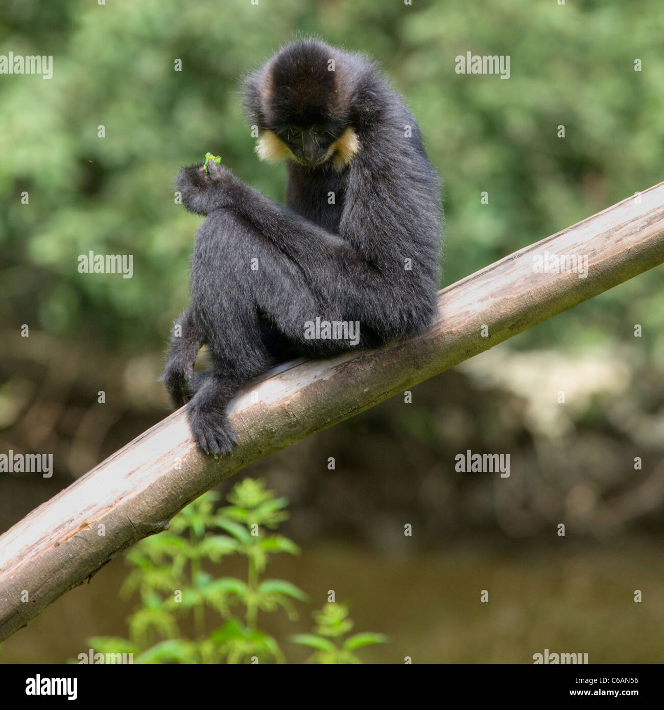 Black crested gibbon hi-res stock photography and images - Alamy
