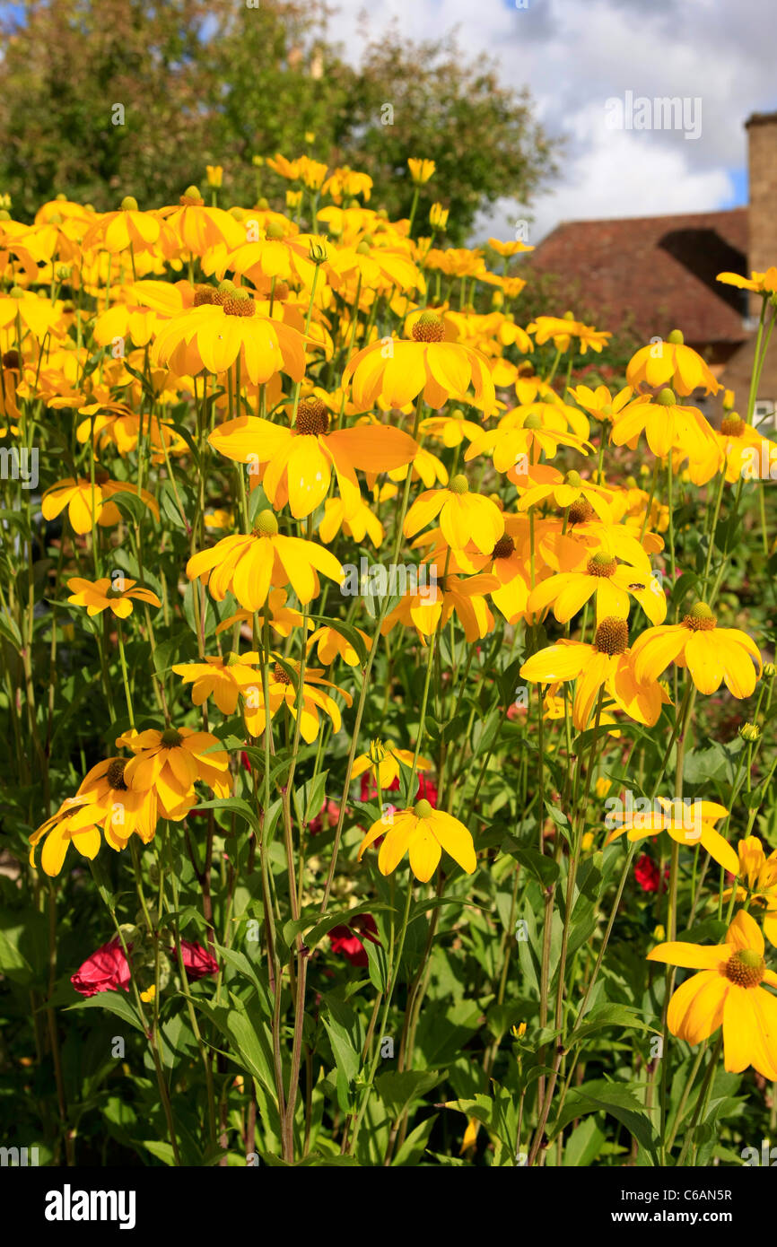 Yellow Daisies also known as Rudbeckia Stock Photo - Alamy