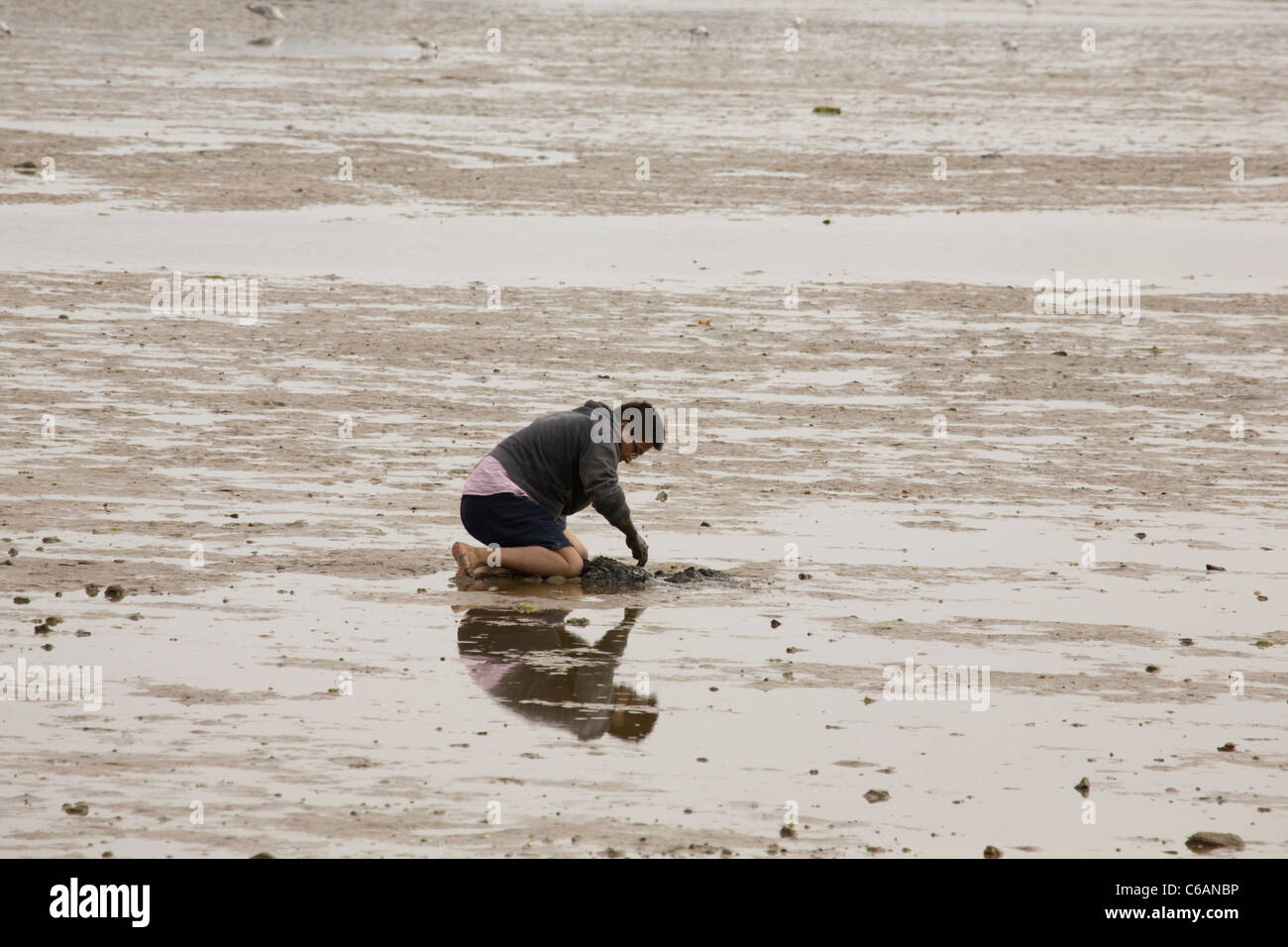 Cockle and mussel picking at Sandbanks at Poole harbour, Dorset ...