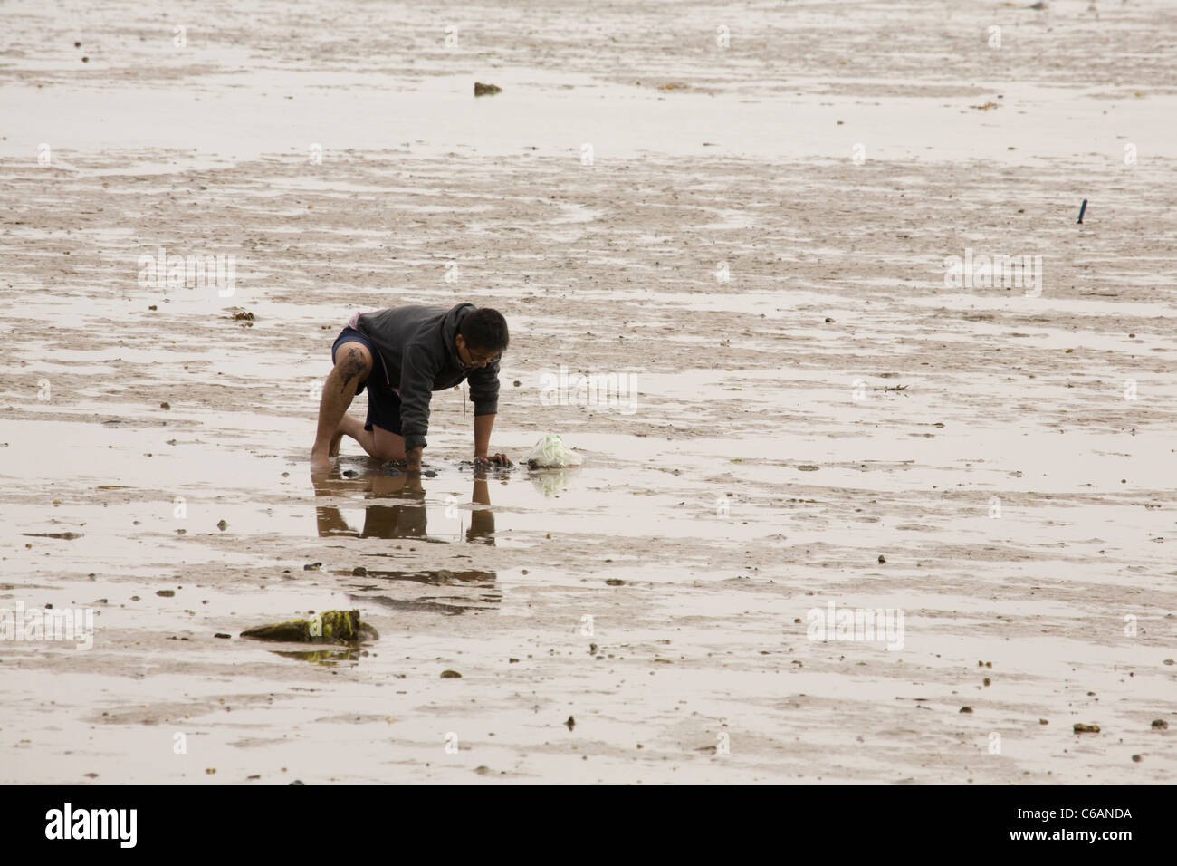 Cockle and mussel picking at Sandbanks at Poole harbour, Dorset ...