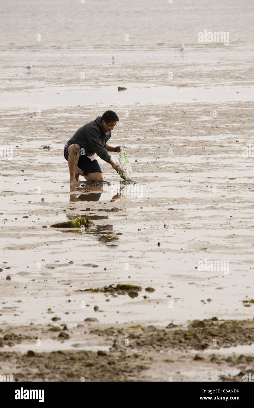 Cockle picker hi-res stock photography and images - Alamy