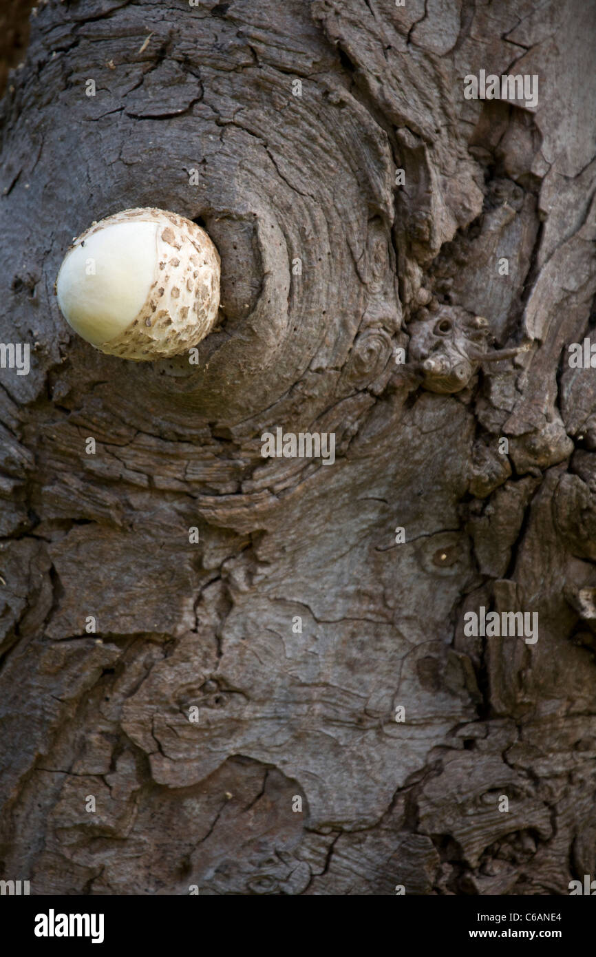 Fungae hi-res stock photography and images - Alamy