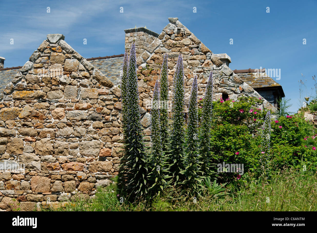 Vipérine des canaries hi-res stock photography and images - Alamy