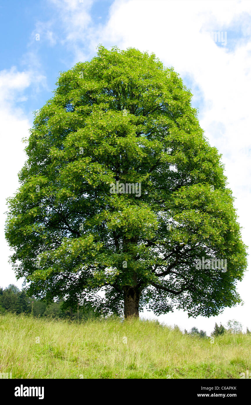 Big green hill with tree hi-res stock photography and images - Alamy