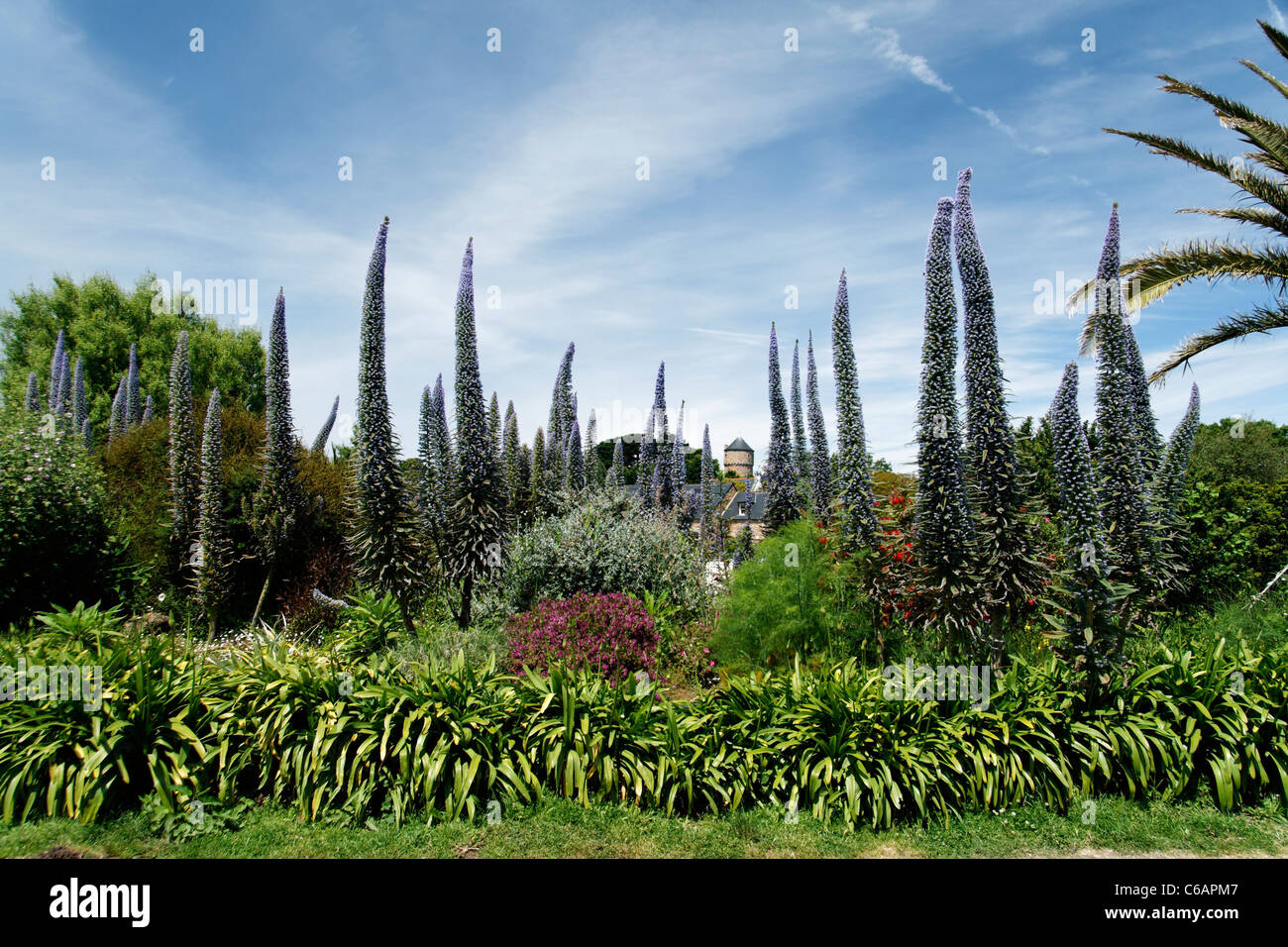 Giant Viper's bugloss, Tree Echium, Pine echium, Echium pininana Stock ...