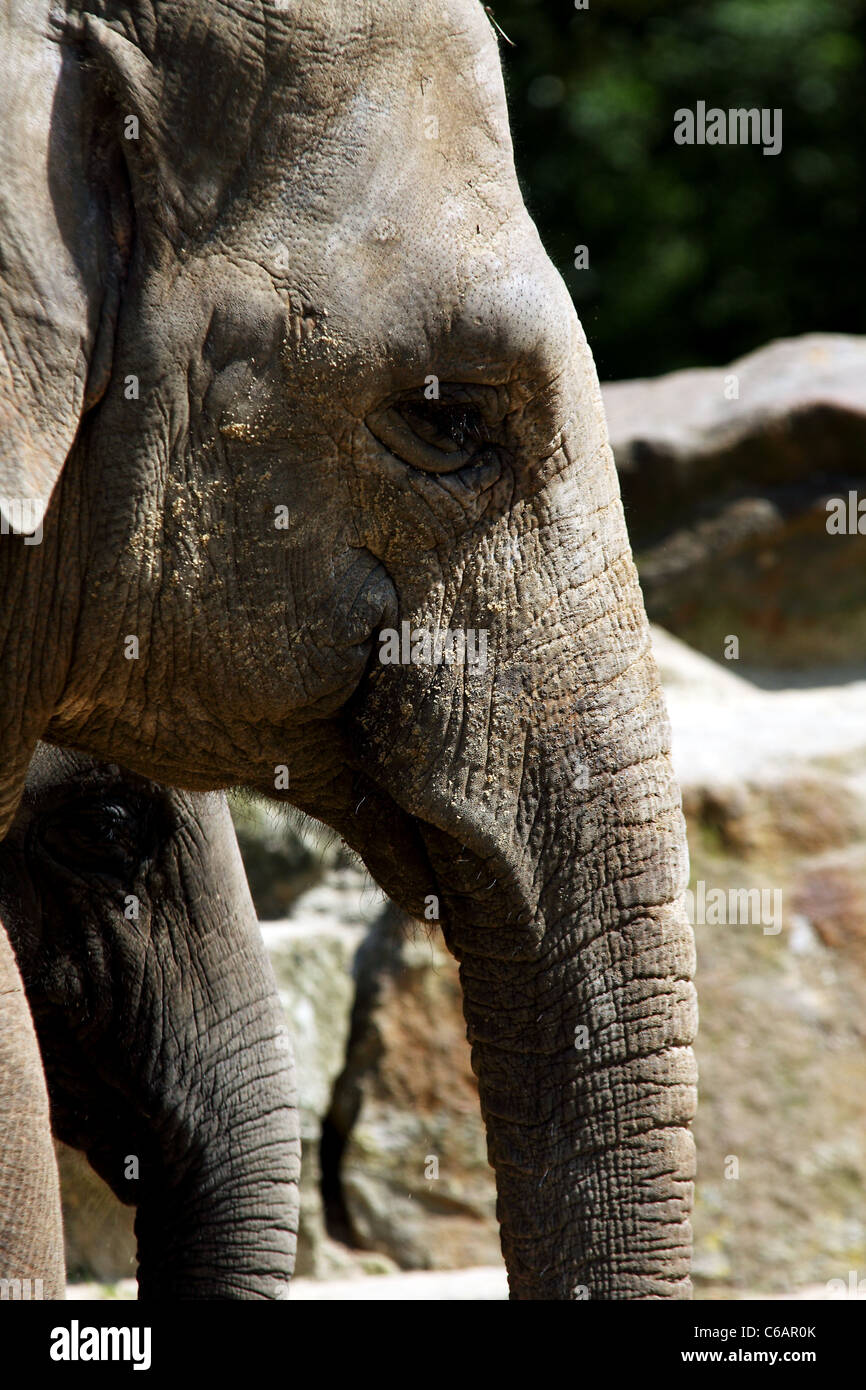 Head of elephant hi-res stock photography and images - Alamy