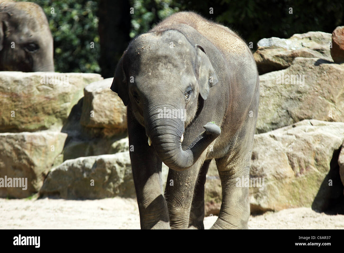 baby of Asian elephant Stock Photo - Alamy