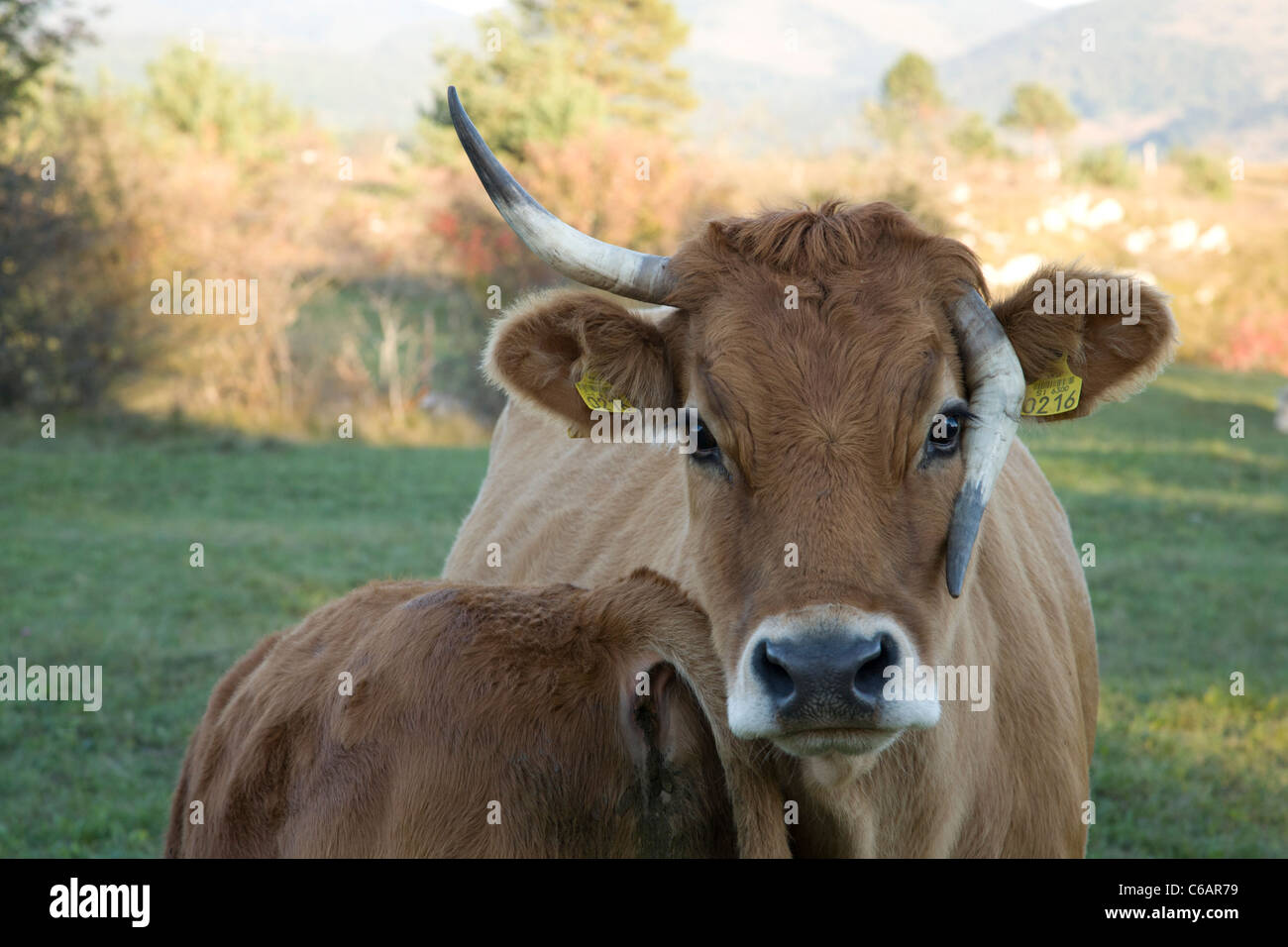 Cow with a broken horn Stock Photo - Alamy